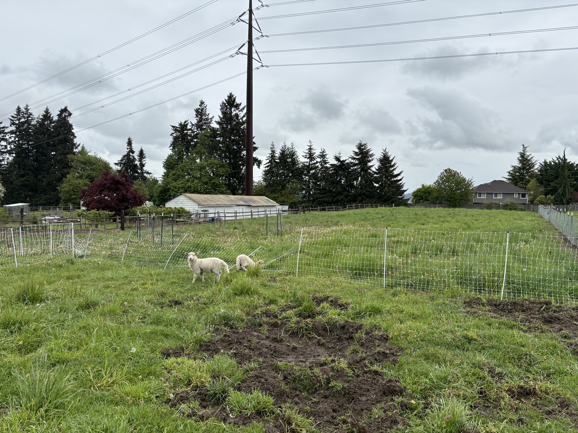 Setting up a new paddock – Little Farm in the Big City