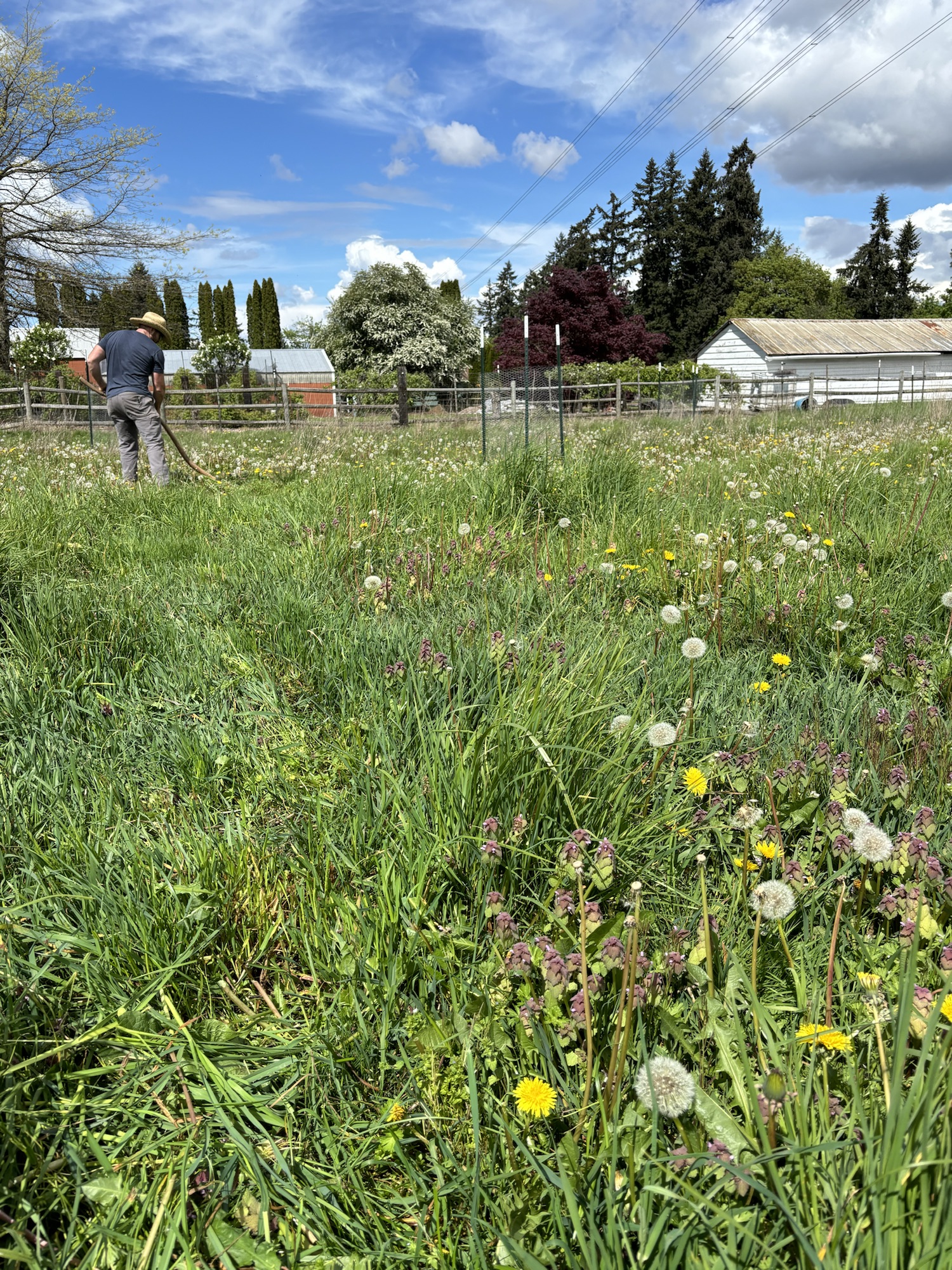 Setting up a new paddock – Little Farm in the Big City