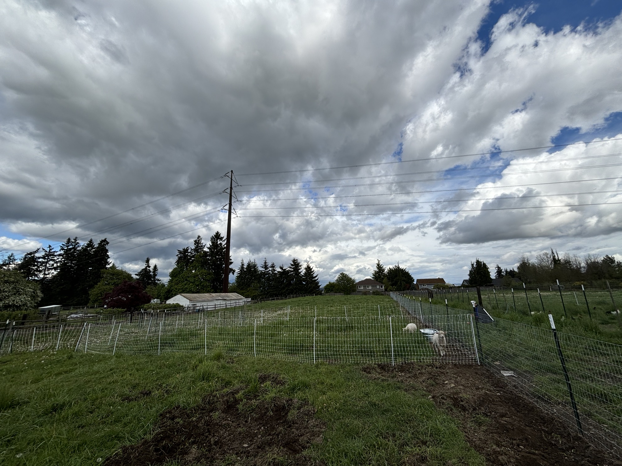 Setting up a new paddock – Little Farm in the Big City