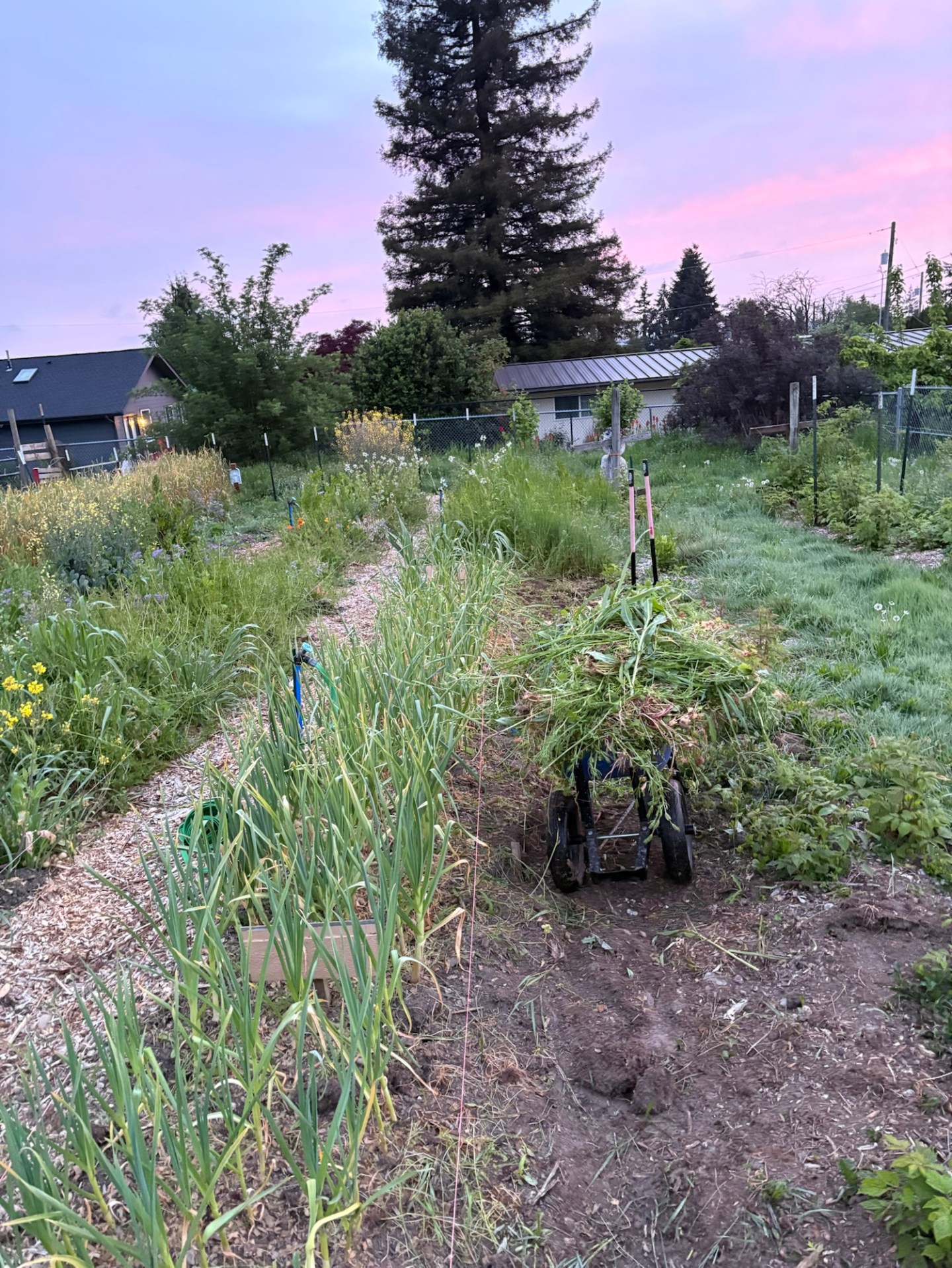 Slow Garden this Year – Little Farm in the Big City